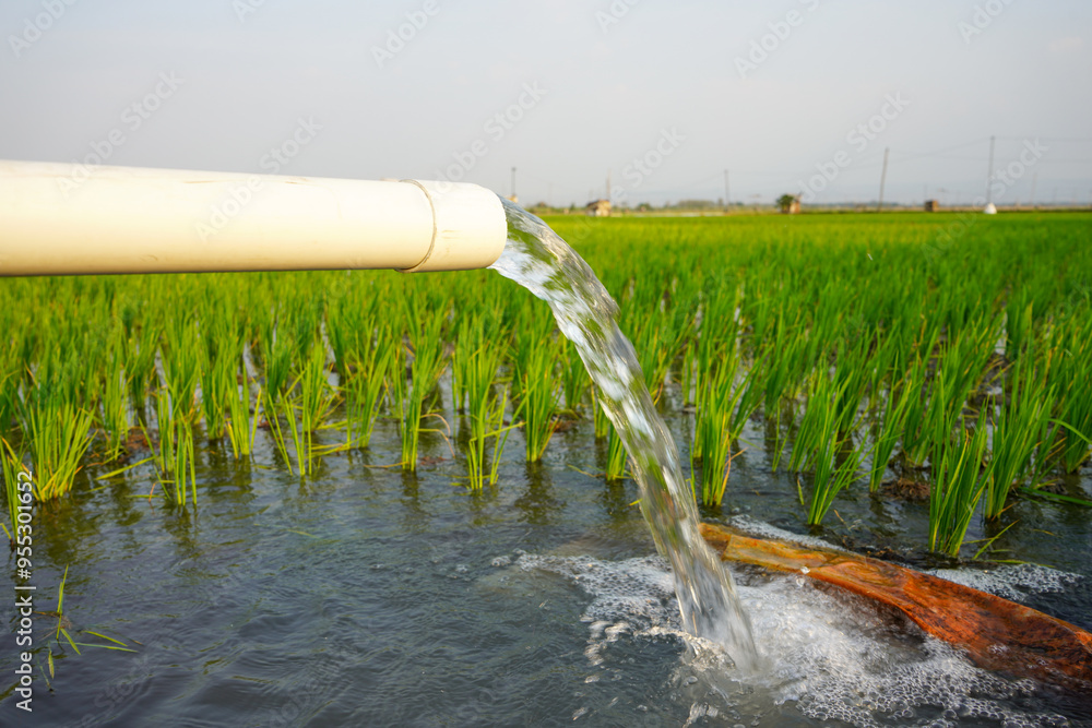 Foto de Stock Irrigation of rice fields using pump wells with the ...
