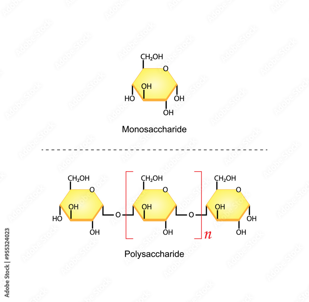 Differences Between Monosaccharide and Polysaccharide. Glucose, Maltose ...