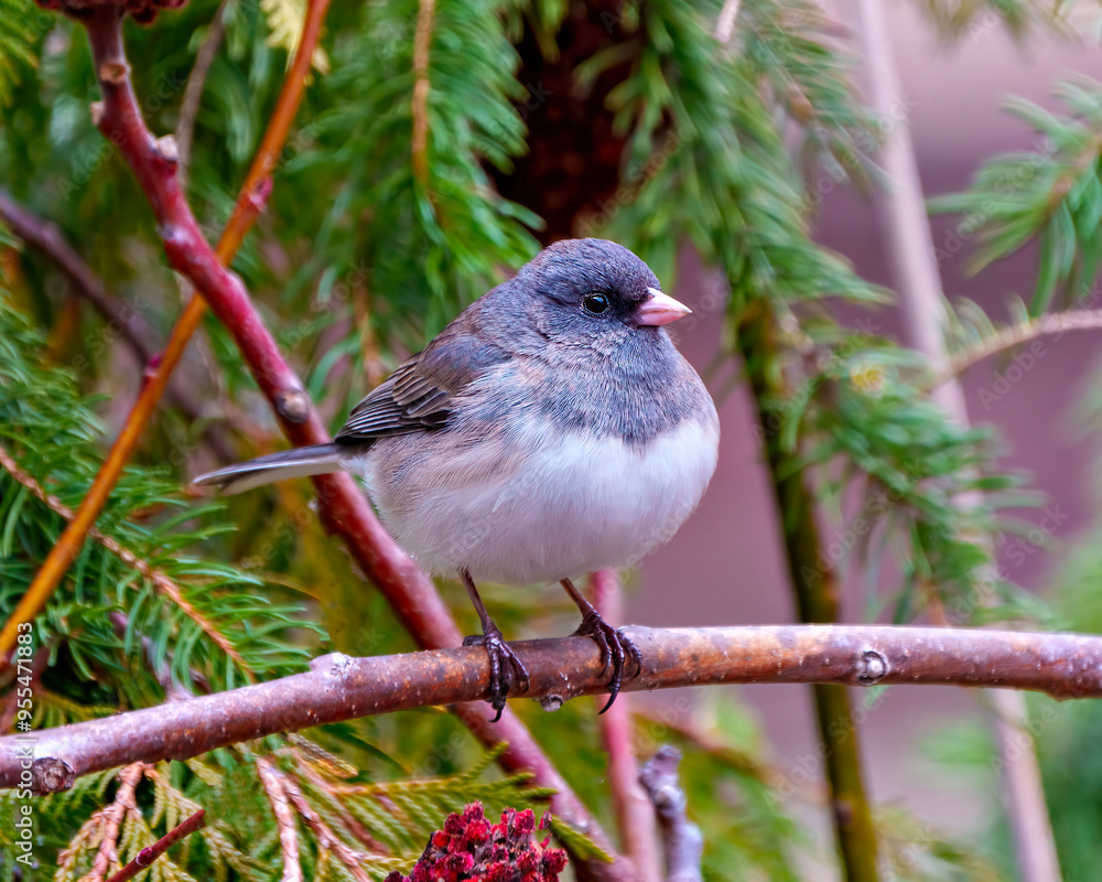 Junco Dark-eyed Photo and Image. Close-up front view perched with a ...