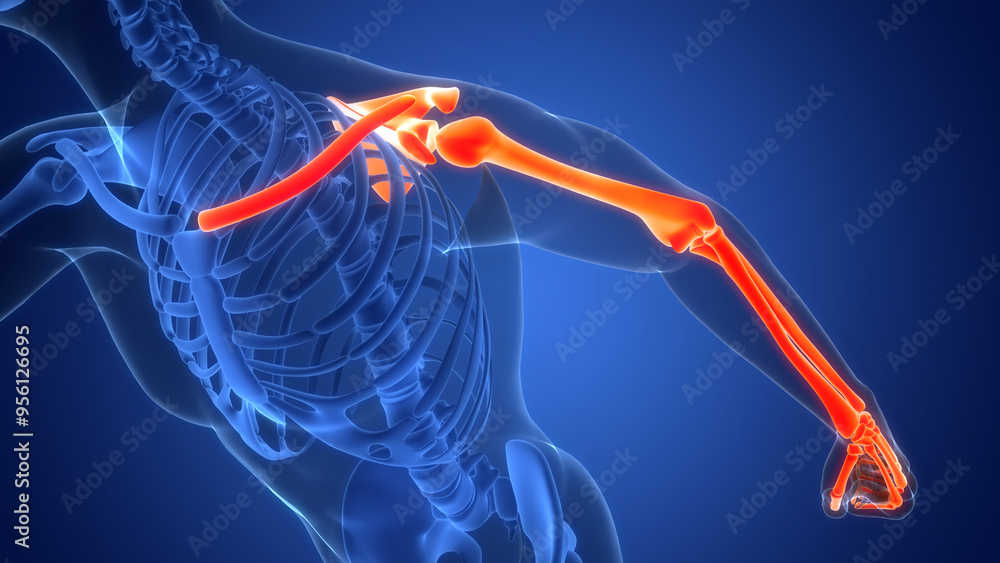 Human Skeleton System Upper Limb Bone Joints Anatomy Stock Illustration ...