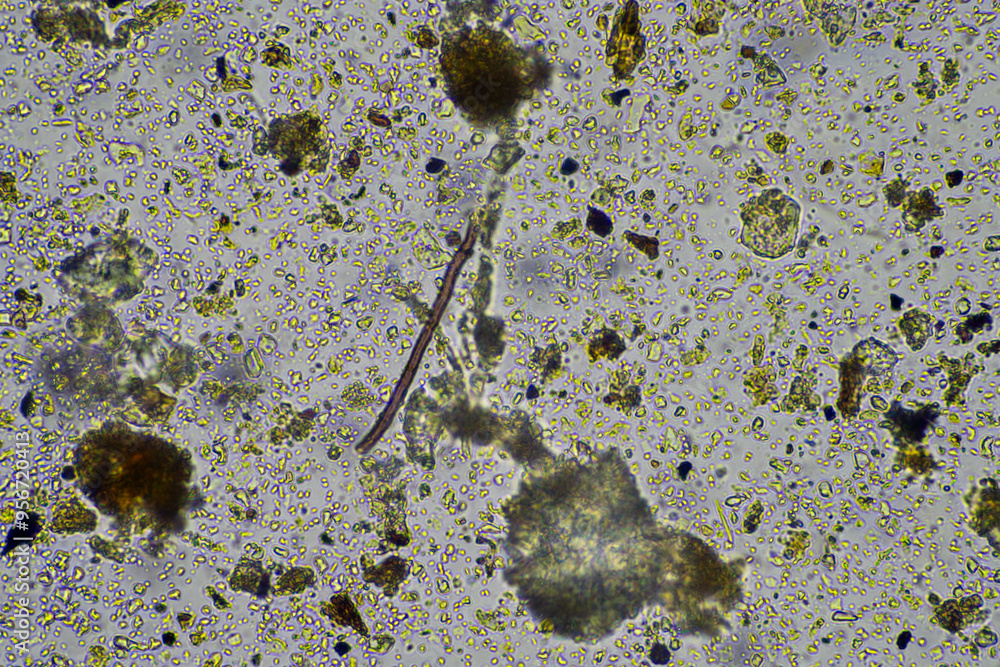 Soil under the microscopy, looking at sand, silt and clay and soil ...