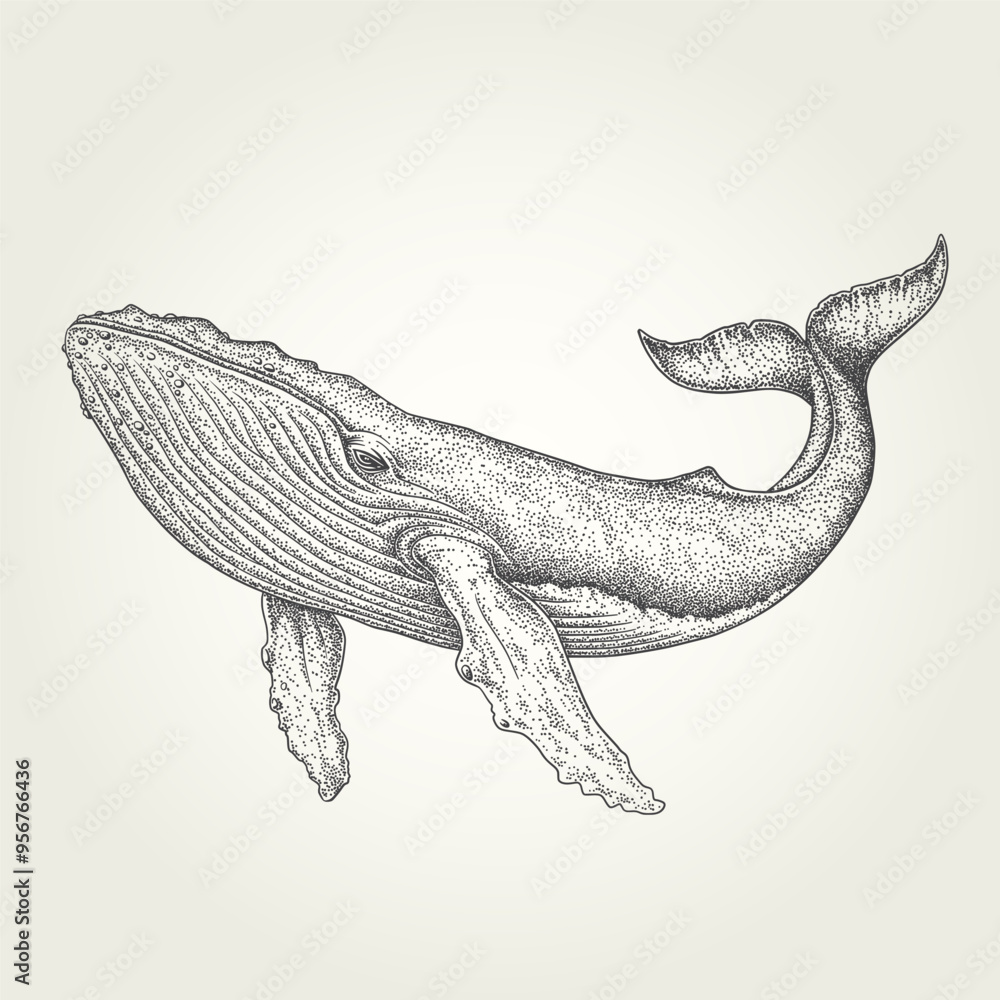 Detailed stippling whale vector illustration. Black and white vintage ...