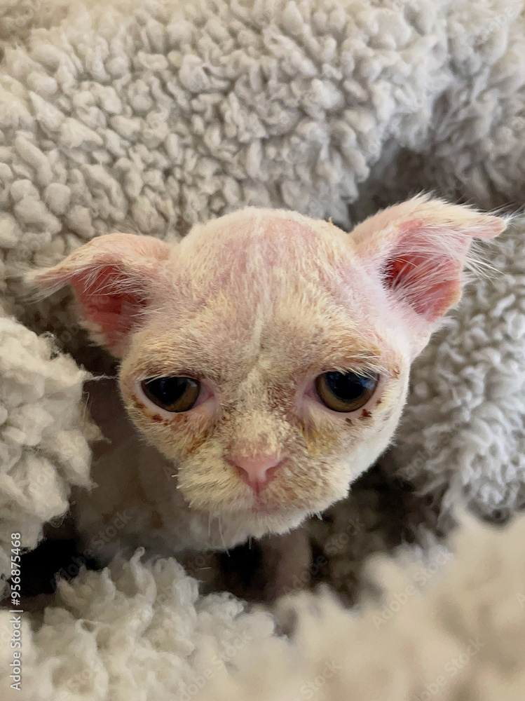 bacterial skin infection pyoderma or lichen on the skin of a red cat ...