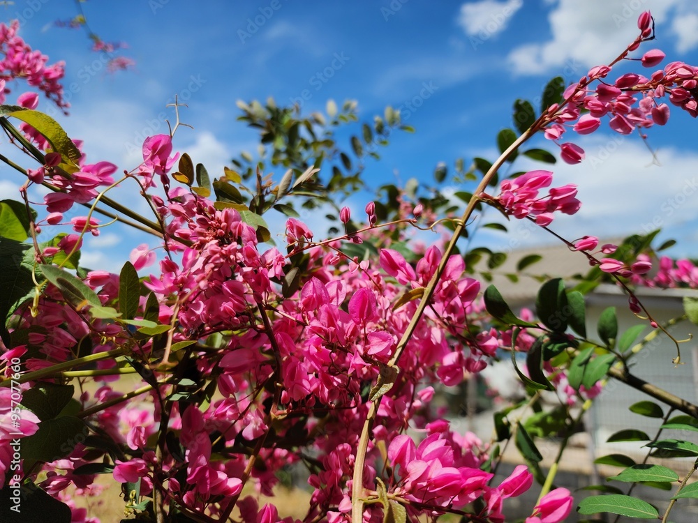 Antigonon leptopus is a climbing vine with green branches and branched ...