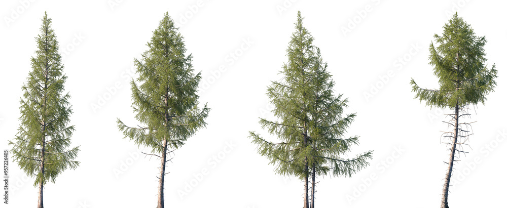Set of Larix laricina (commonly known as the tamarack, hackmatack ...