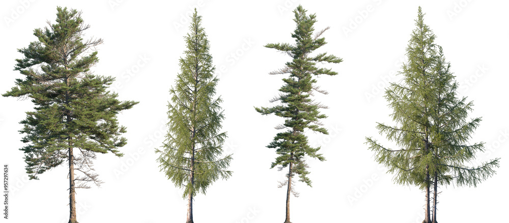 Set of Picea mariana (the black spruce) and Larix laricina isolated png ...