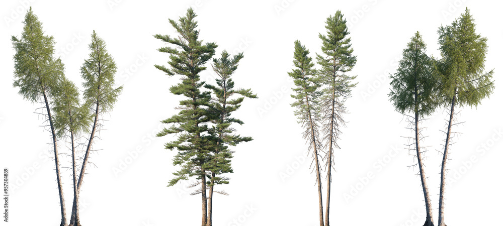 Set of Larix laricina and Picea mariana isolated png in sunny daylight ...
