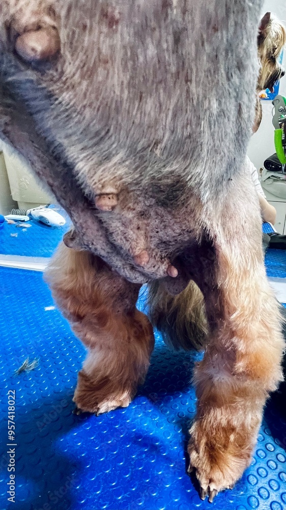 Close-cropped Yorkshire Terrier dog with dry skin, pet allergies, pet ...