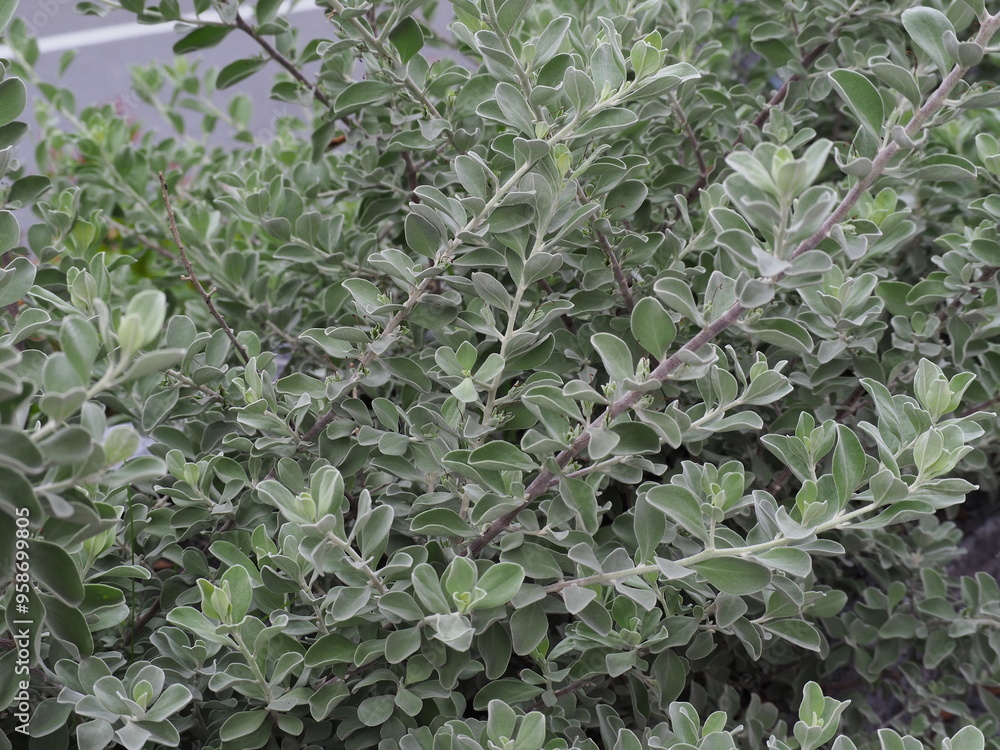 Ash bush is a shrub. The leaves will come out in alternating order. The ...