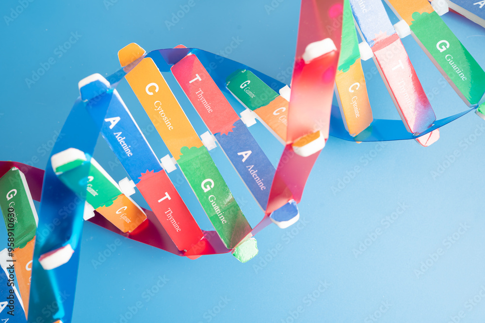 DNA or Deoxyribonucleic acid is a double helix chains structure formed ...
