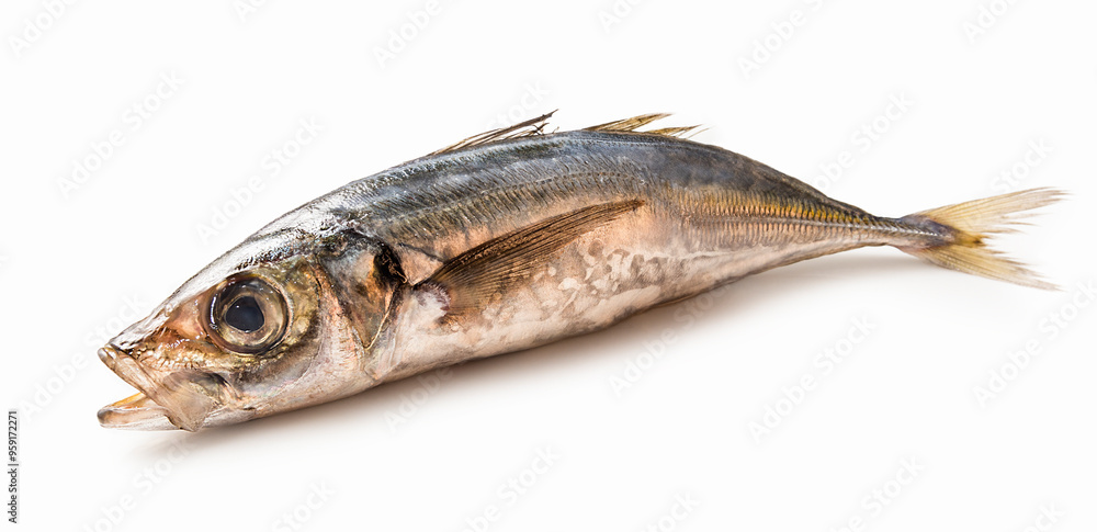 Jurel o chicharro aislado sobre fondo blanco Stock Photo | Adobe Stock