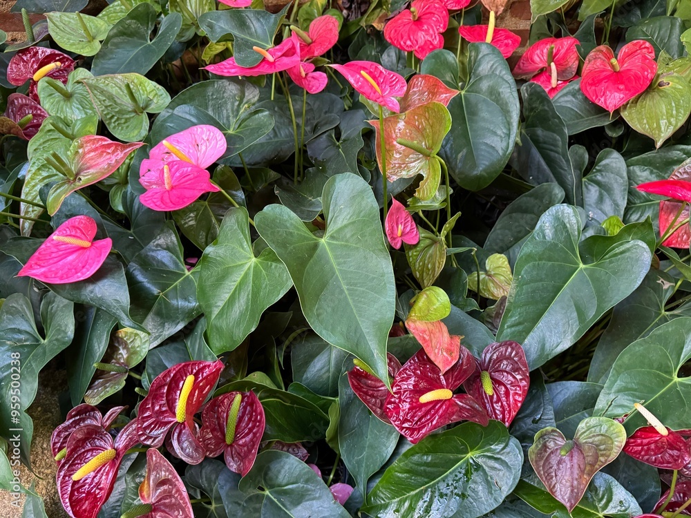 Anthurium flower or commonly called laceleaf or pigtail plant, is a ...