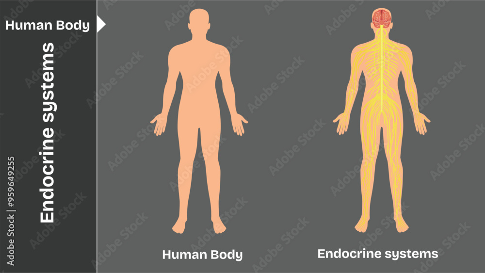 Endocrine System, Human body internal organs circulatory nervous and ...