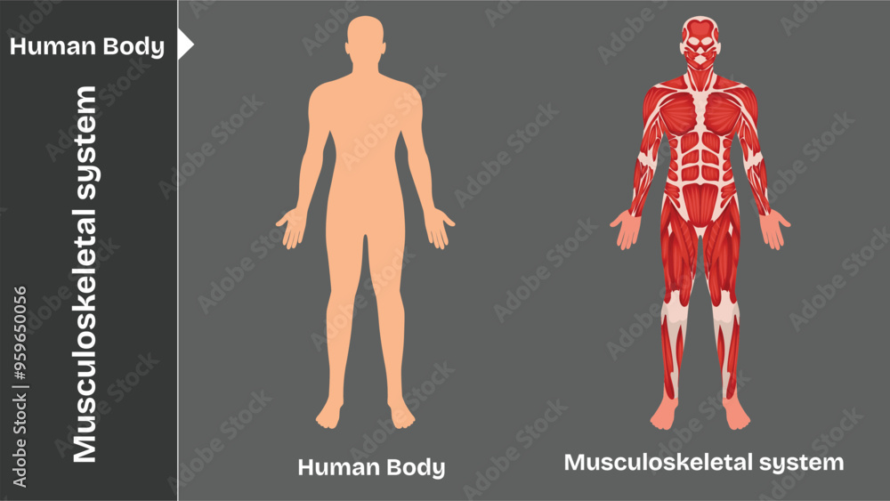 Musculoskeletal, Human body internal organs circulatory nervous and ...