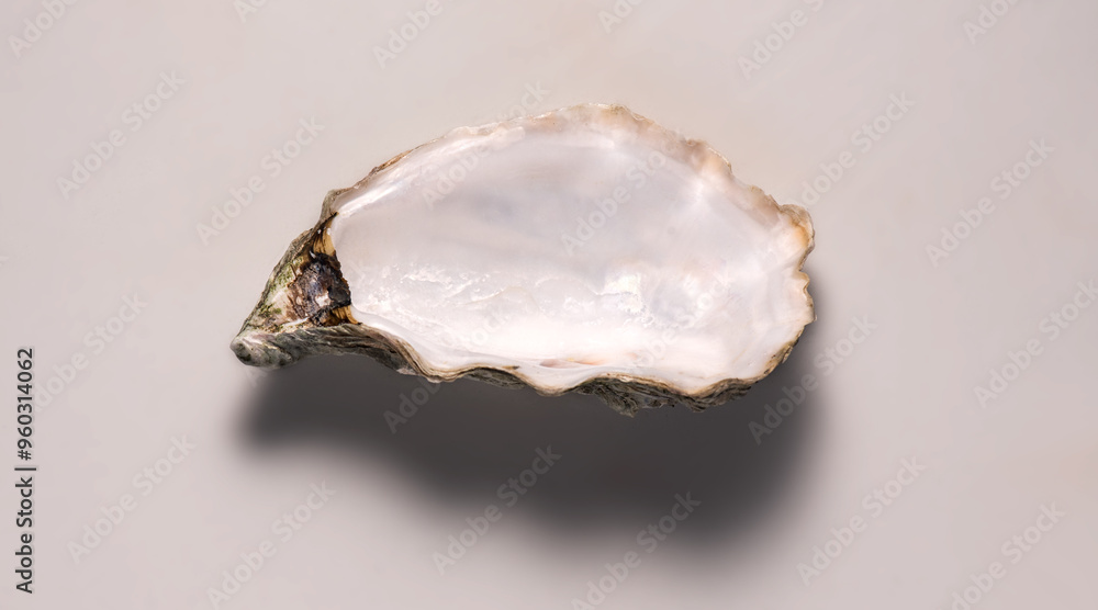 One open oyster shell on grey background, Nacre. Macro shot of empty ...