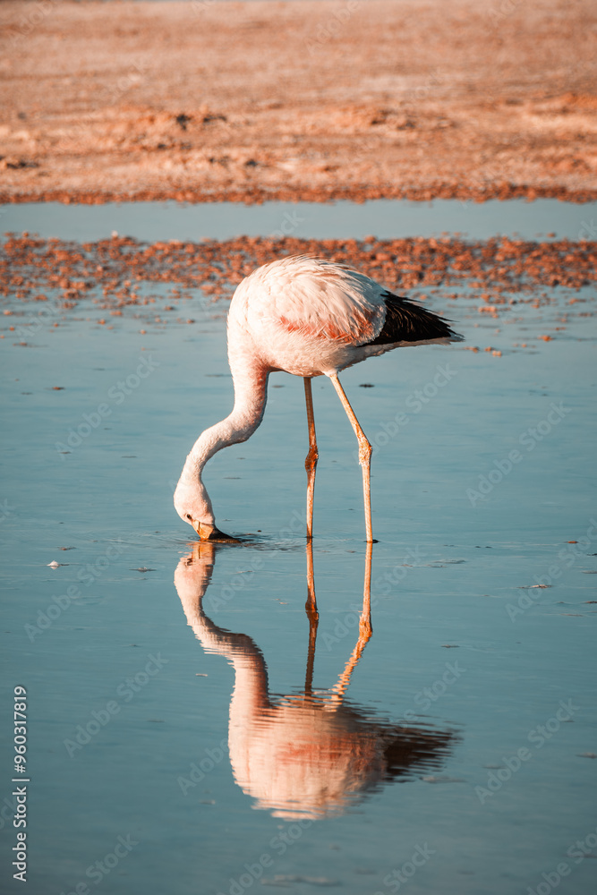 Andean flamingo bending down to feed in the crystal-clear waters of ...