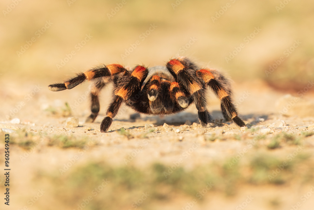 Rachypelma auratum (also called Mexican flame knee) is a tarantula ...