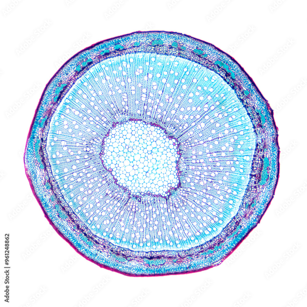Willow stem, cross section, under the light microscope. Stem of Salix ...