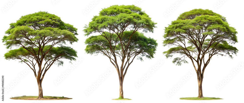 Collection of isolated African acacia trees on a transparent background ...