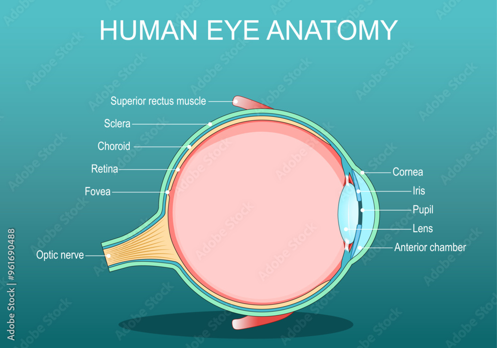 Eye anatomy. Vertical cross section of the human eye Stock Vector ...