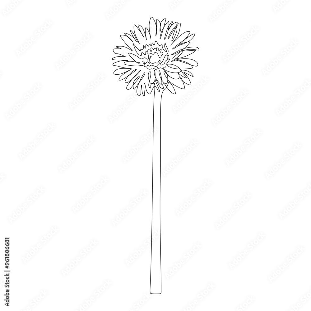 Vector de Stock Gerbera continuous line drawing. Black and white Floral ...