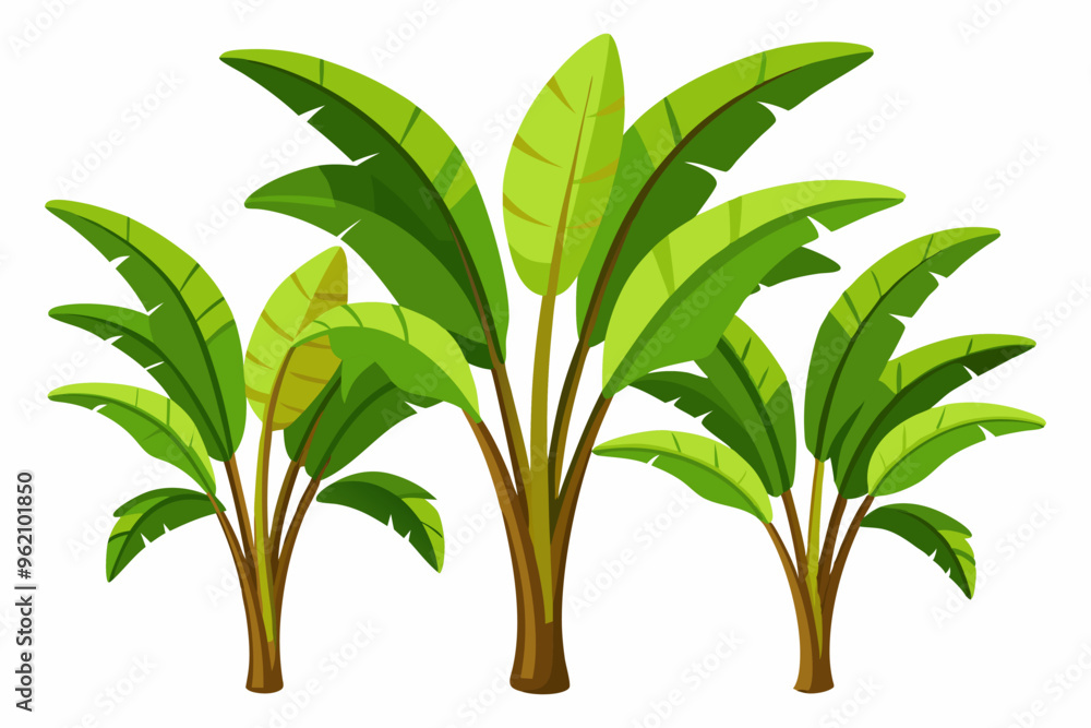three banana plants vector illustration Stock Vector | Adobe Stock
