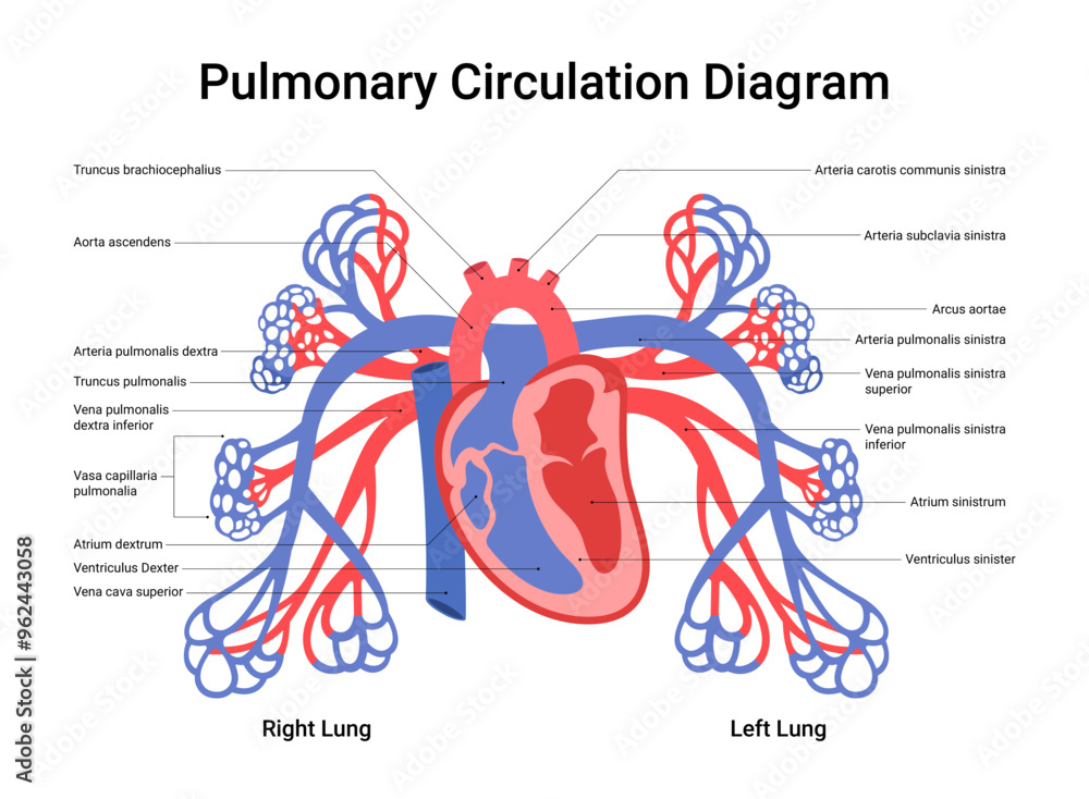 Structure of Pulmonary Circulation Diagram Stock Vector | Adobe Stock
