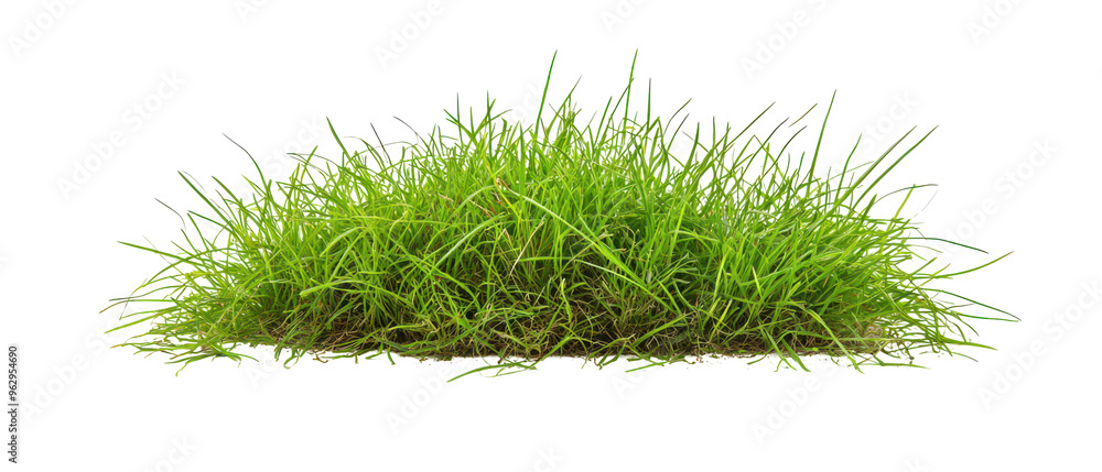 Lush green grass tuft with vibrant blades isolate on transparent ...