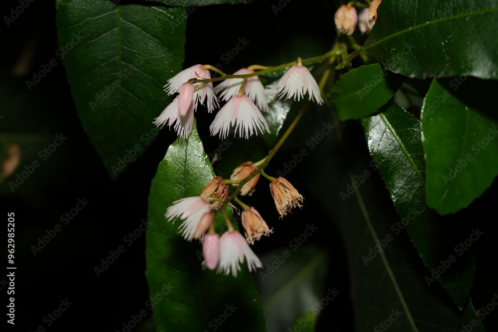 Elaeocarpus grandiflorus Sm., commonly known as the Fairy Petticoat or ...