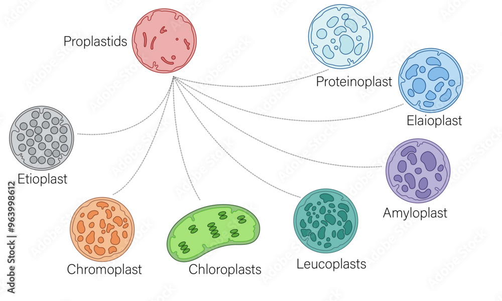 Diagram of Plastid Relationships in Plants: Illustration of Plastid ...