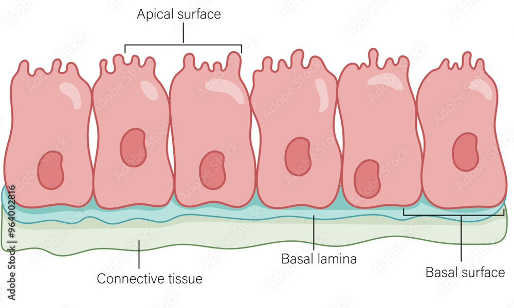"Detailed Vector Illustration of Cell Surface Structure: Apical and ...