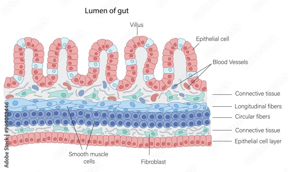 Understanding the Structure of the Intestine: A Detailed Illustration ...