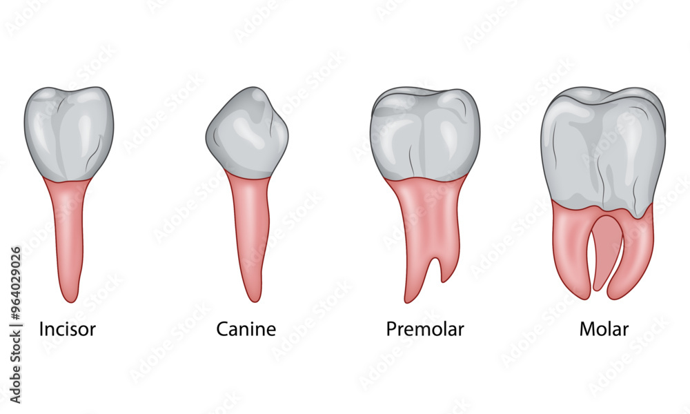 Stock-Vektorgrafik „Detailed Basic Teeth Shapes: A Vector Illustration ...