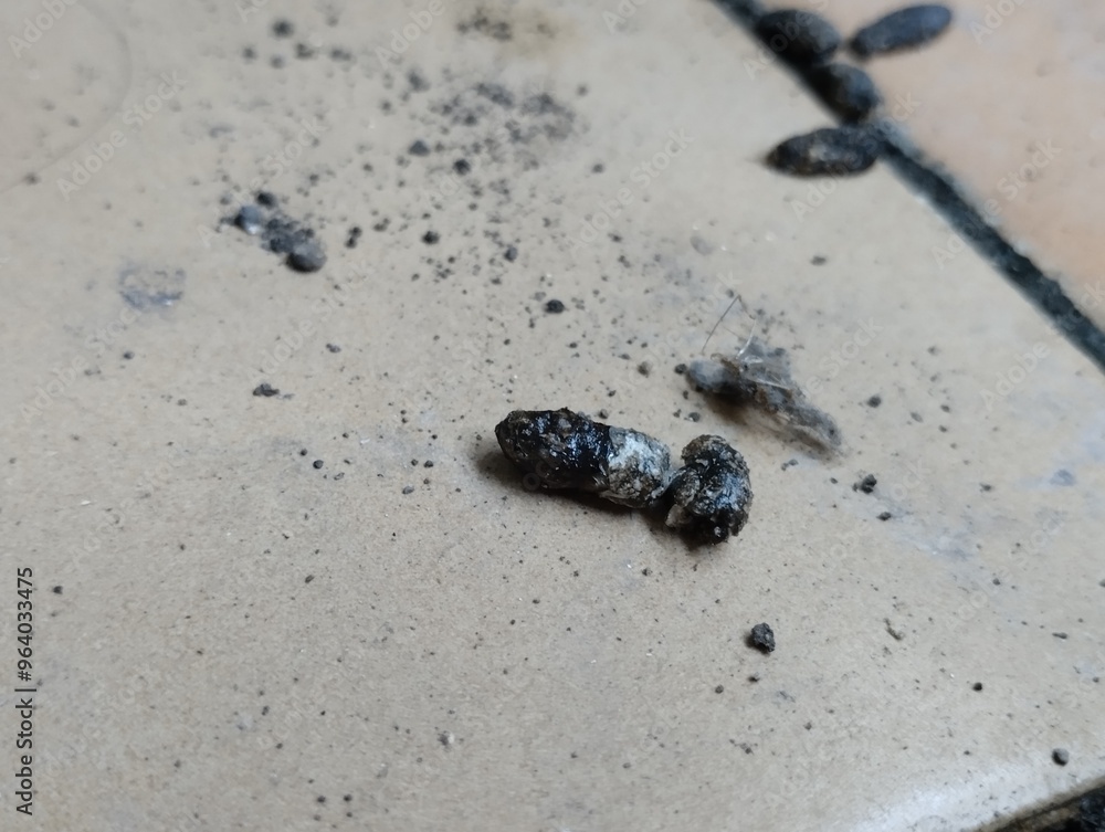 rat poop on the floor. Rat dung can cause various diseases Stock Photo ...