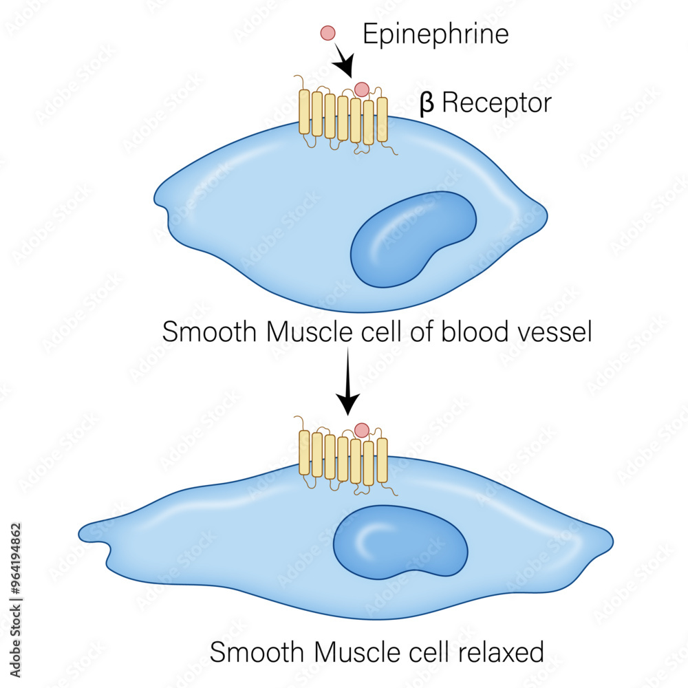 Mechanism of Smooth Muscle Cell Relaxation: Beta Receptor Binding to ...