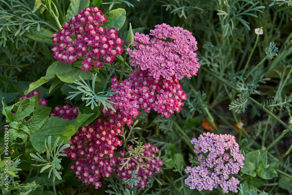 Yarrow blooms in the garden. Common yarrow (lat. Achillea millefolium ...