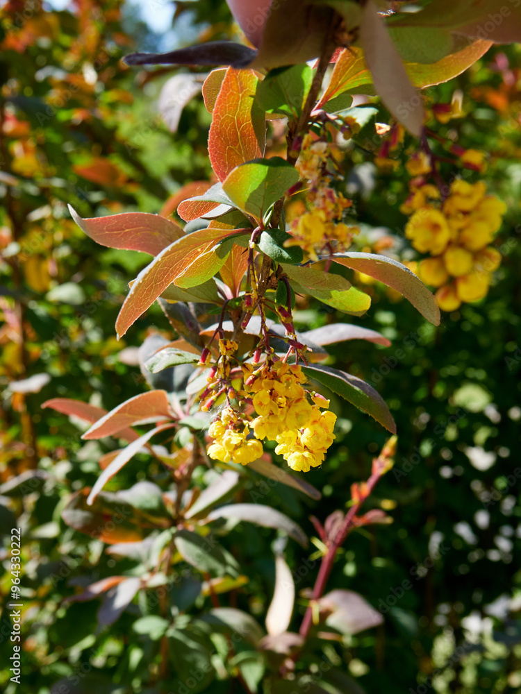Berberis vulgaris, also known as European barberry or simply barberry ...