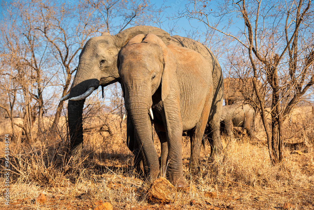 The African bush elephant, Loxodonta africana, also known as the ...