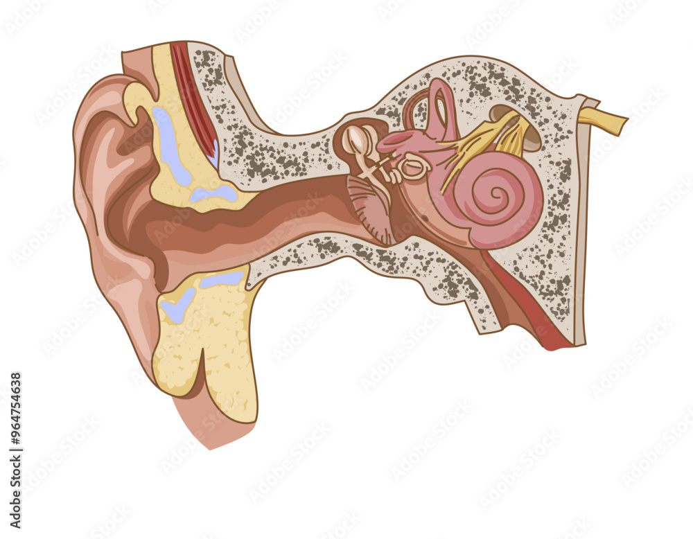 Detailed Human Ear Anatomy Diagram Designed Specifically for ...
