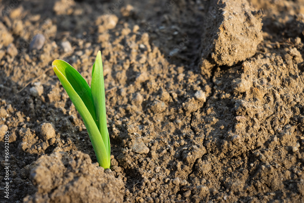 Brotes verdes de planta de maíz, creciendo en tierra seca de una huerta ...