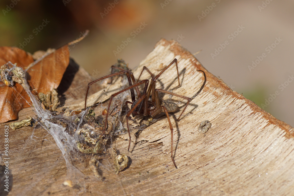 Close up dust spider, dustbunny spider (Tegenaria atrica). Family ...