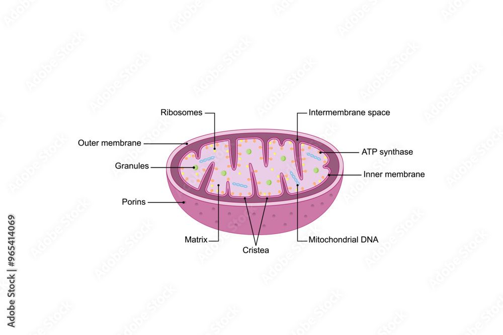 Mitochondria structure. Anatomy of motochondrion. ATP synthase, Cristae, Ribosomes (mitoribosome ...