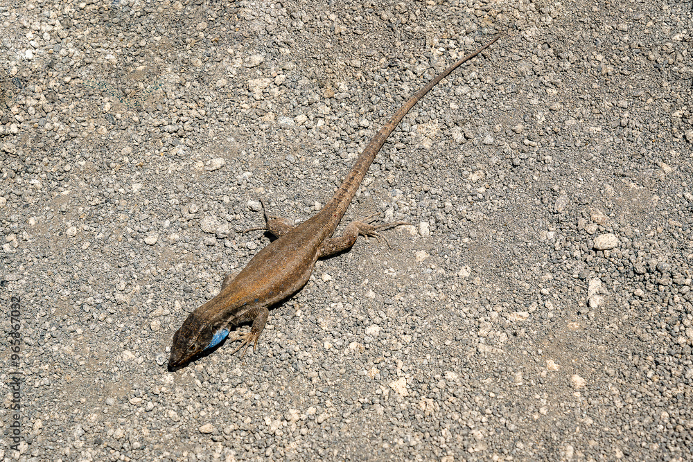 Black-nosed lizard - the lizard of La Palma. Its scientific name is ...