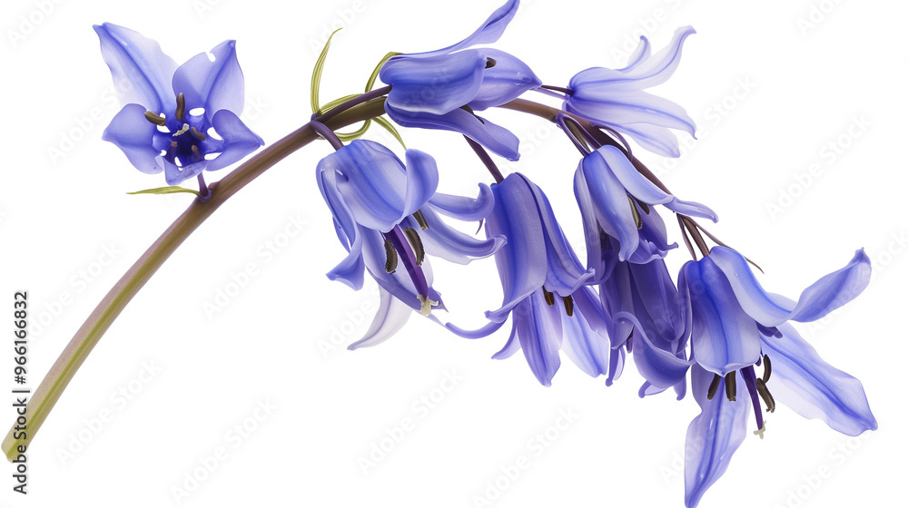 Bluebell flowers, multiple angles view side top front group whole ...