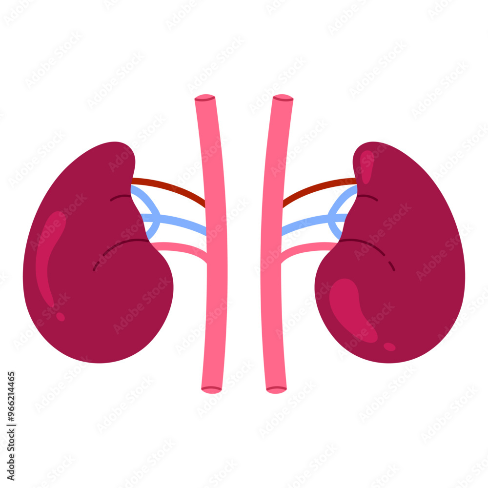 Human kidneys with veins and arteries. Internal organ of urinary system ...