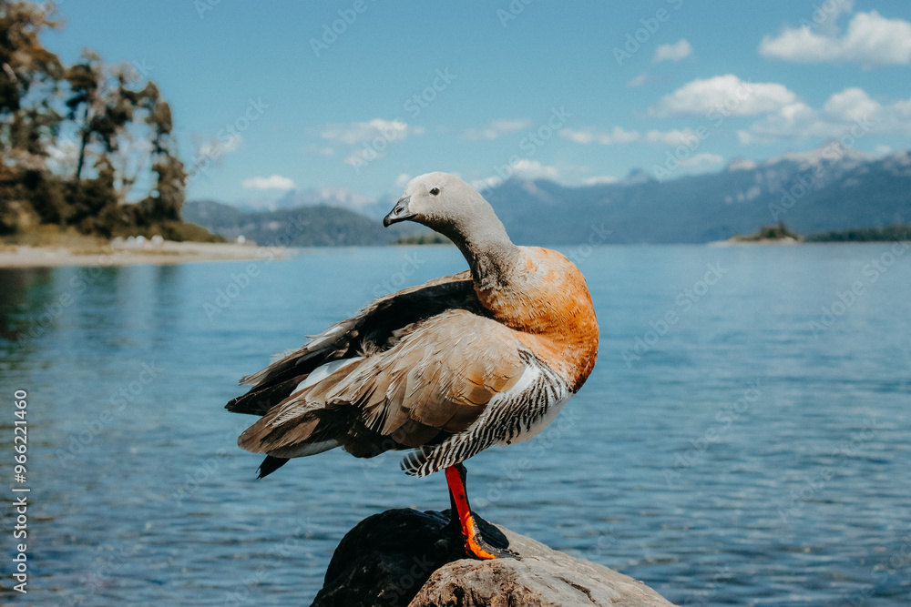 Pato de la Patagonia Argentina, mejor conocido como Cauquen ...