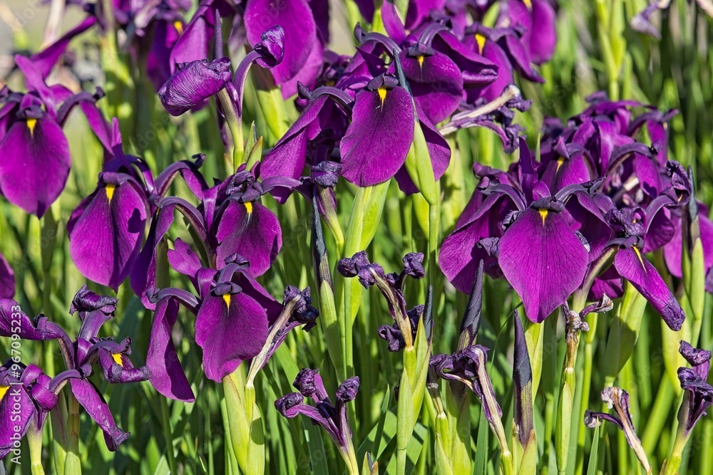 Closeup of iris ensata also known as Japanese iris are among the most elegant and breathtaking ...