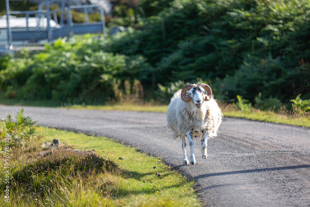 Scottish blackface ram running down the road, Image shows a male sheep ...