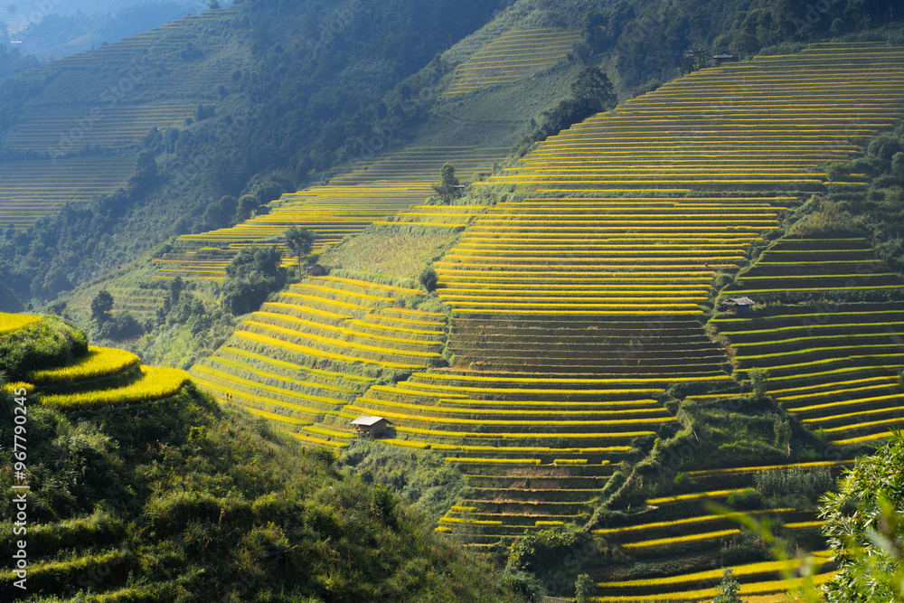 Golden rice paddies cascade down a hillside, Mu Cang Chai, Yen Bai ...