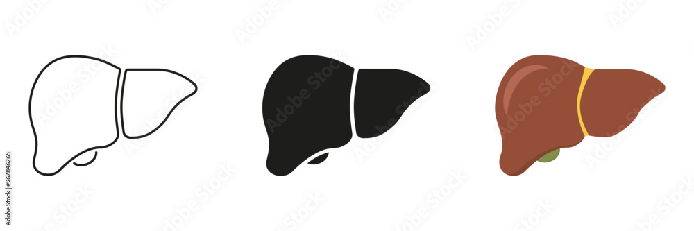 Liver Line and Silhouette Icon. Human Liver for Anatomy and Biology ...
